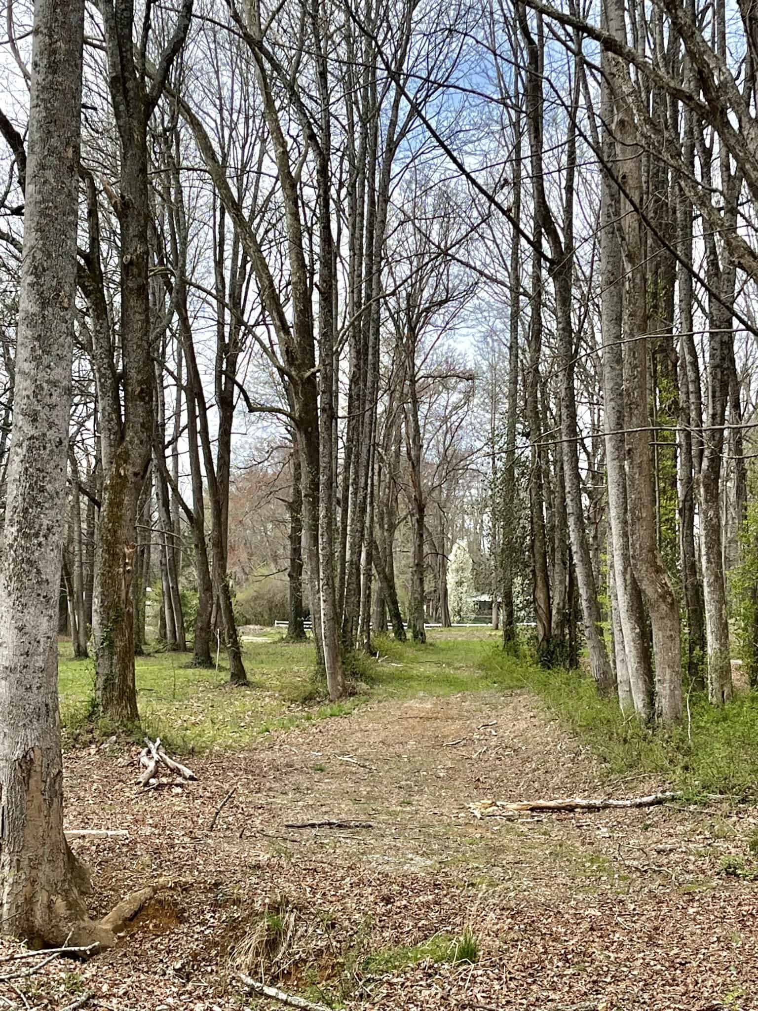 2024 New Disc Golf Courses Designs - Disc Golf Design Group